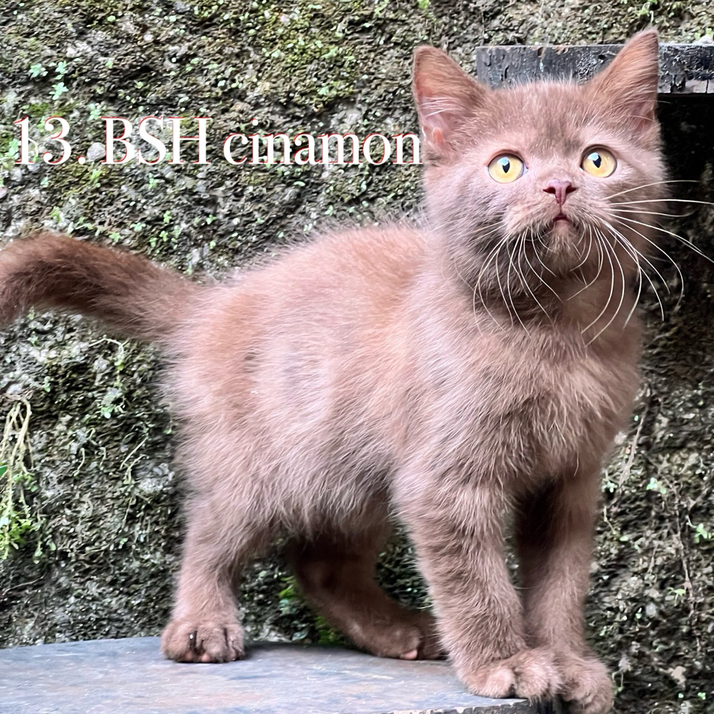 Jual Kucing British shorthair cinamon jantan | Shopee Indonesia