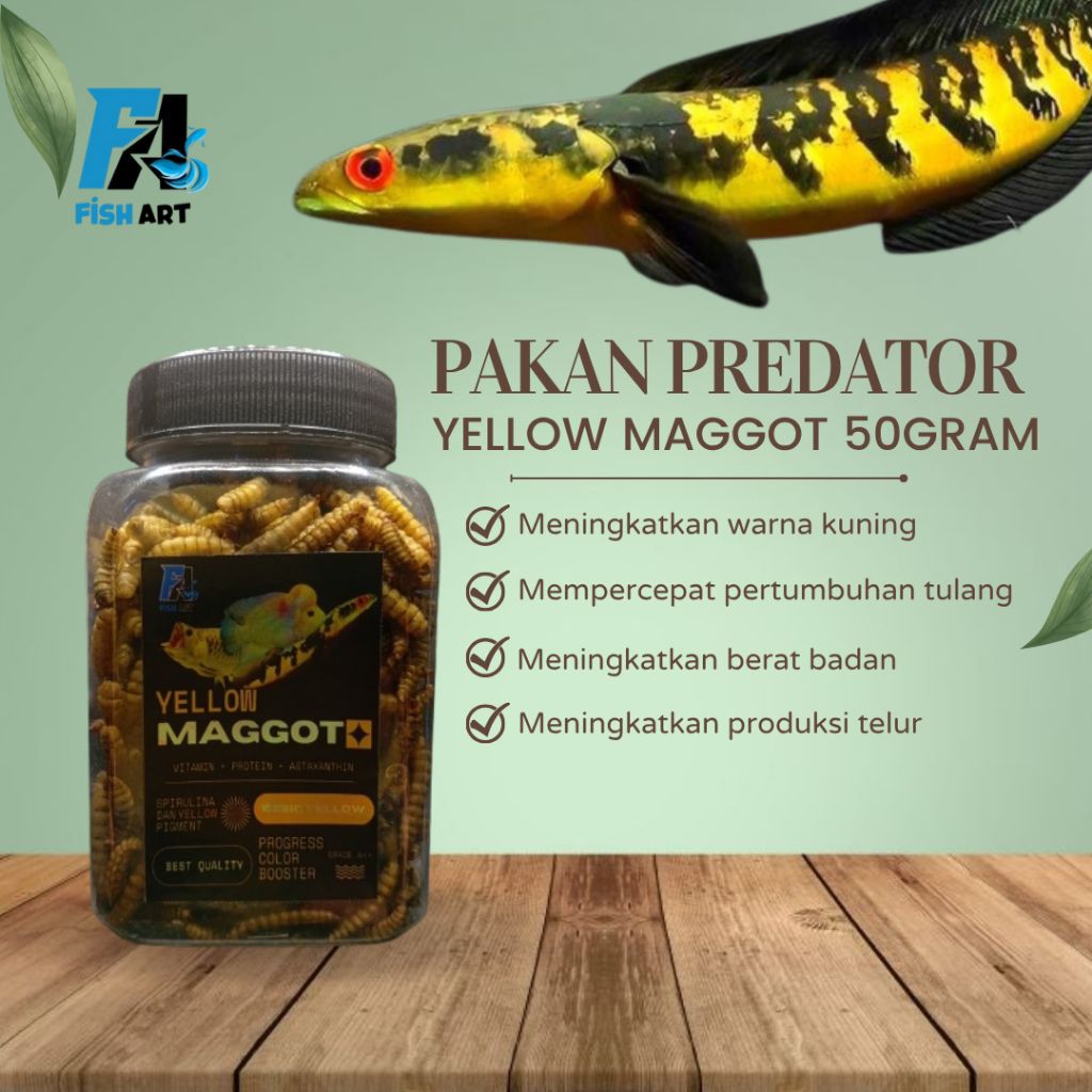 Jual YELLOW MAGGOT GRADE A 50gram | PAKAN PREDATOR CHANNA YS | Shopee ...