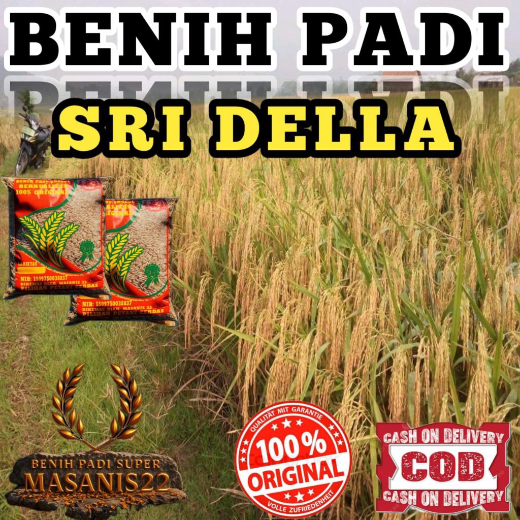 Jual BENIH PADI SRI DELA ORIGINAL KEMASAN 1KG | Shopee Indonesia