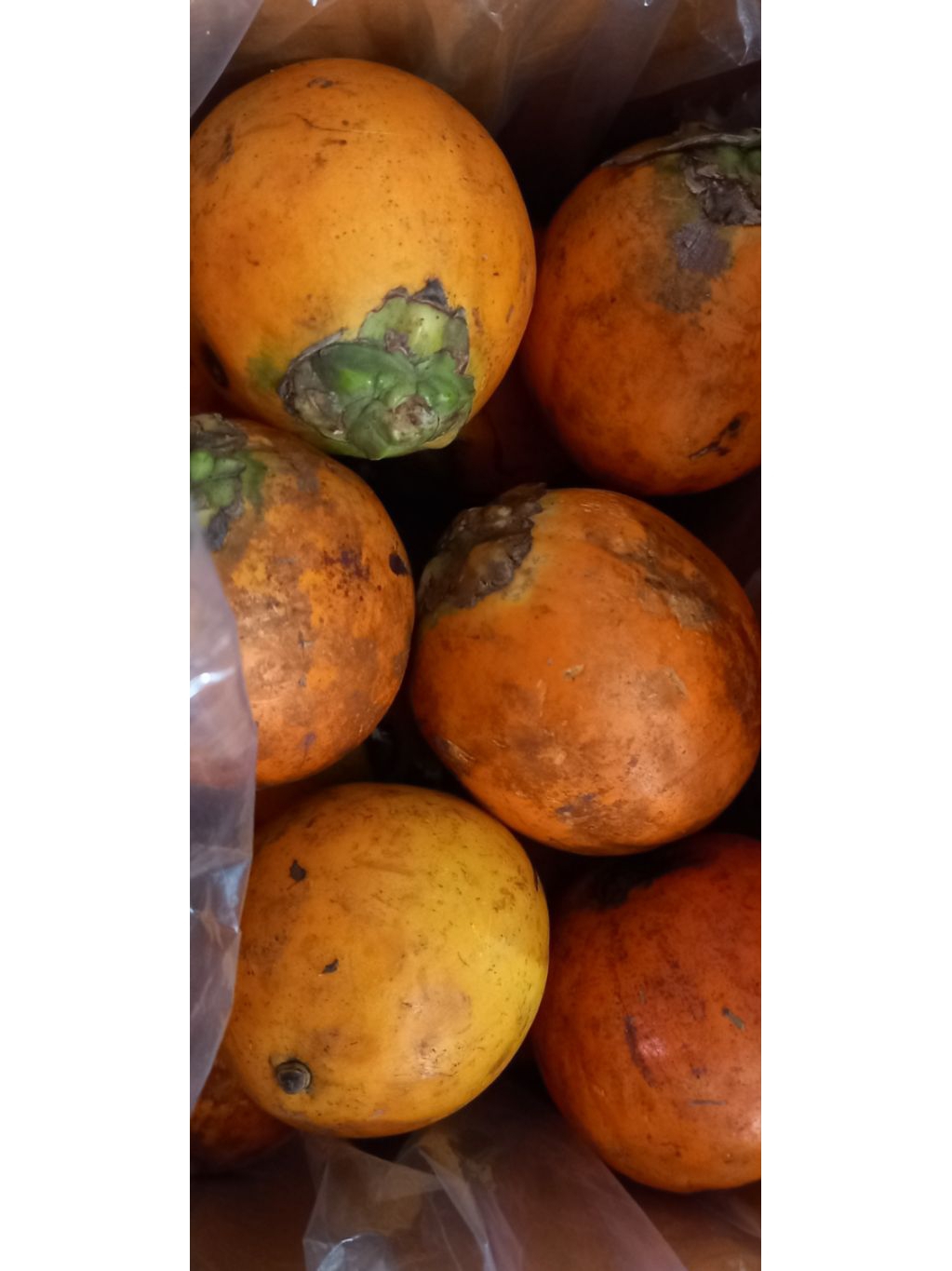 Jual Pinang betara pinang emas biji pinang betara f1 f2 hybrid thailand ...