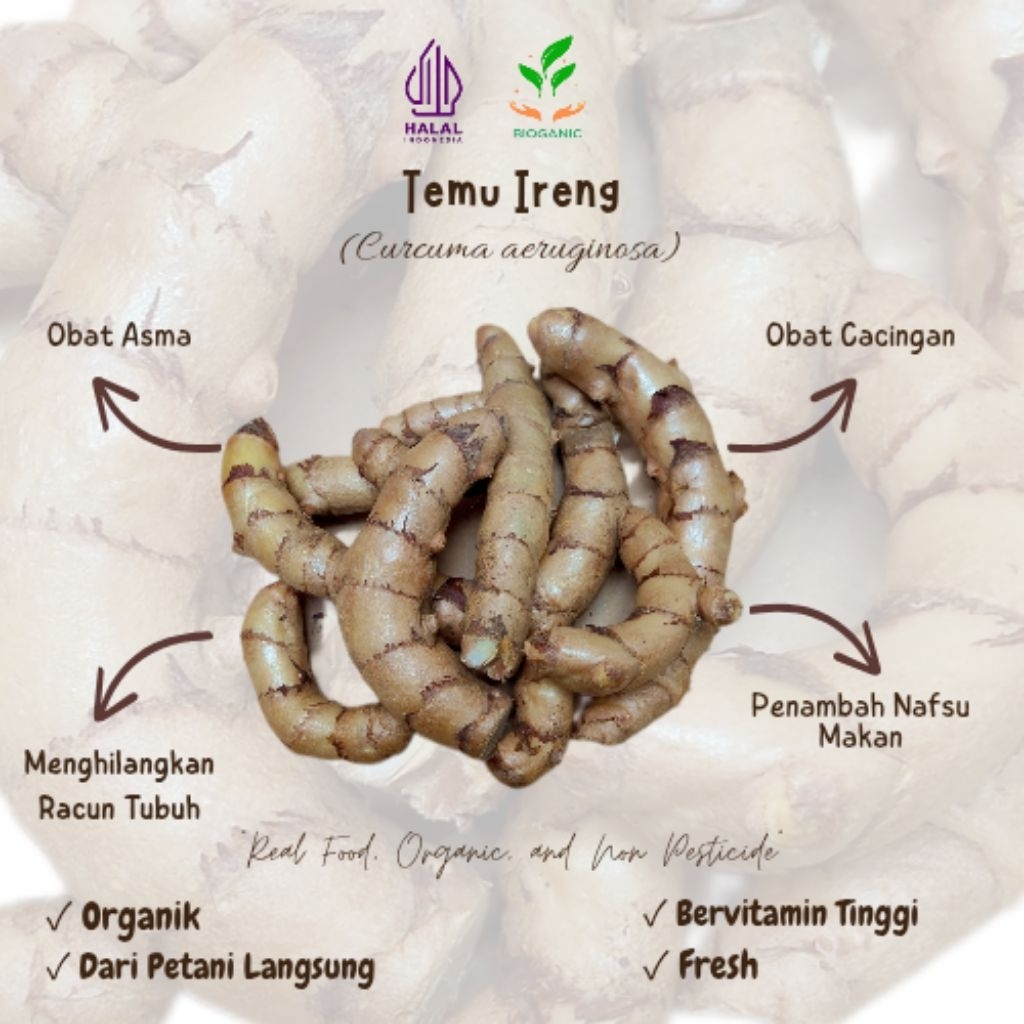 Jual Temu Ireng Segar 1Kg Non Pestisida | Shopee Indonesia