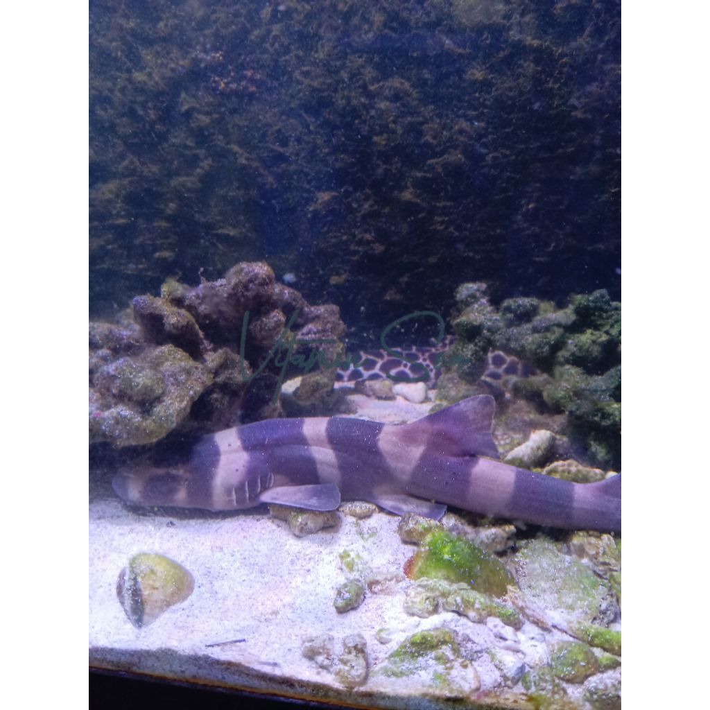 Jual Ikan Laut Hiu Bambu / Bamboo Shark Hidup | Shopee Indonesia