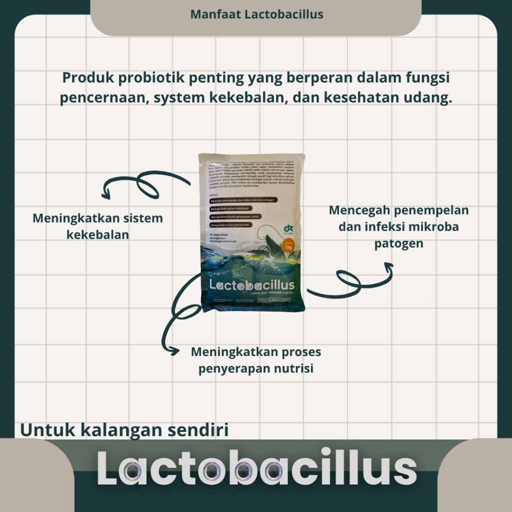 Jual Lactobacillus @1Kg Probiotik untuk pencernaan dan kesehatan udang ...