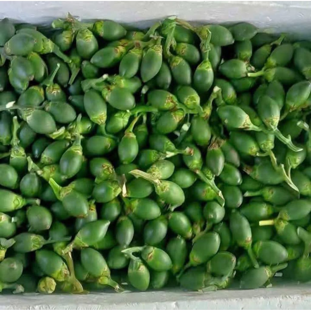 Jual pinang muda/pinang jus segar | Shopee Indonesia