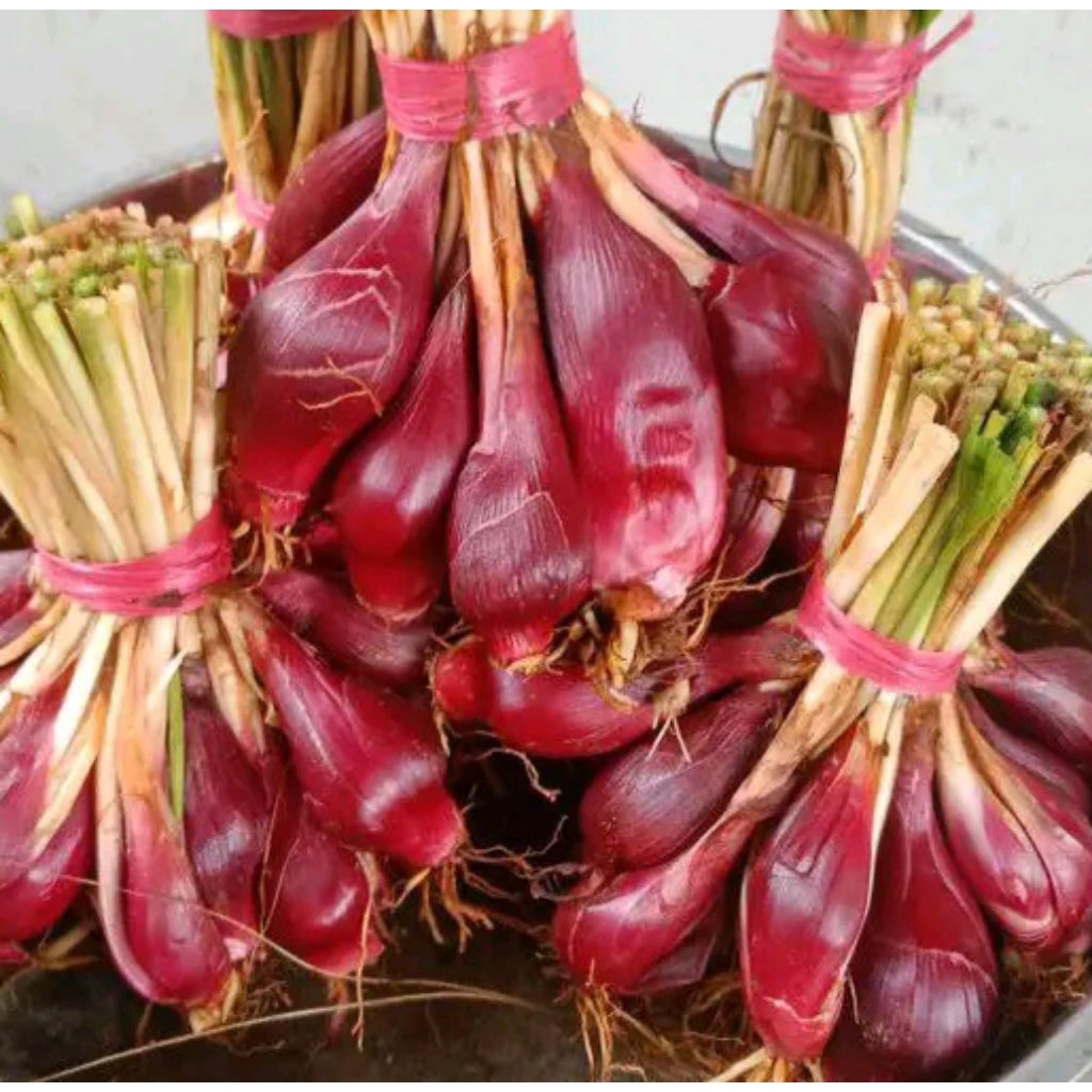 Jual BAWANG DAYAK segar 1kg | Shopee Indonesia