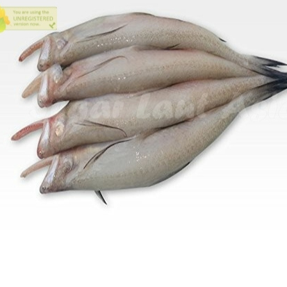 Jual Ikan Laut Konsumsi Ikan Segar 1Kg Ikan Lomek Ikan Lume Ikan Lumi ...