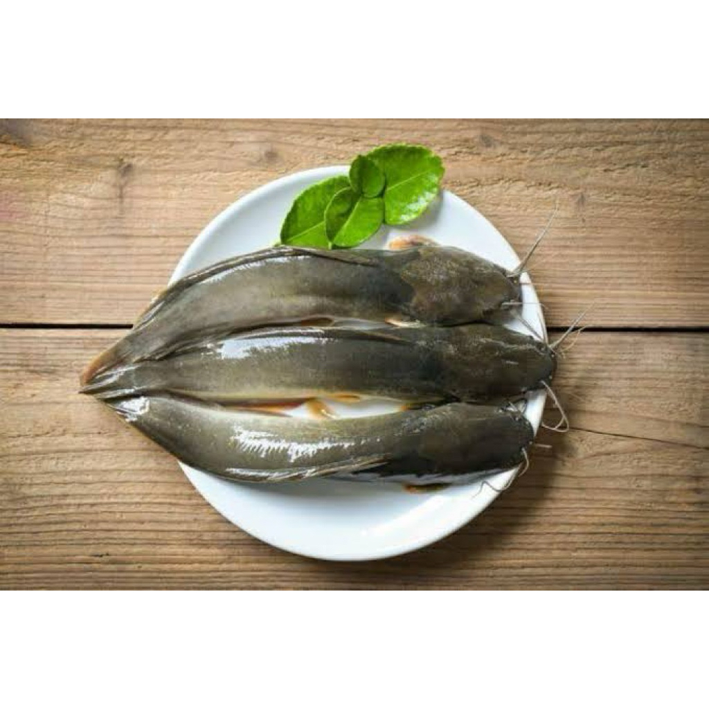 Jual ikan lele segar 500gr di bersihkan / dipotong | Shopee Indonesia