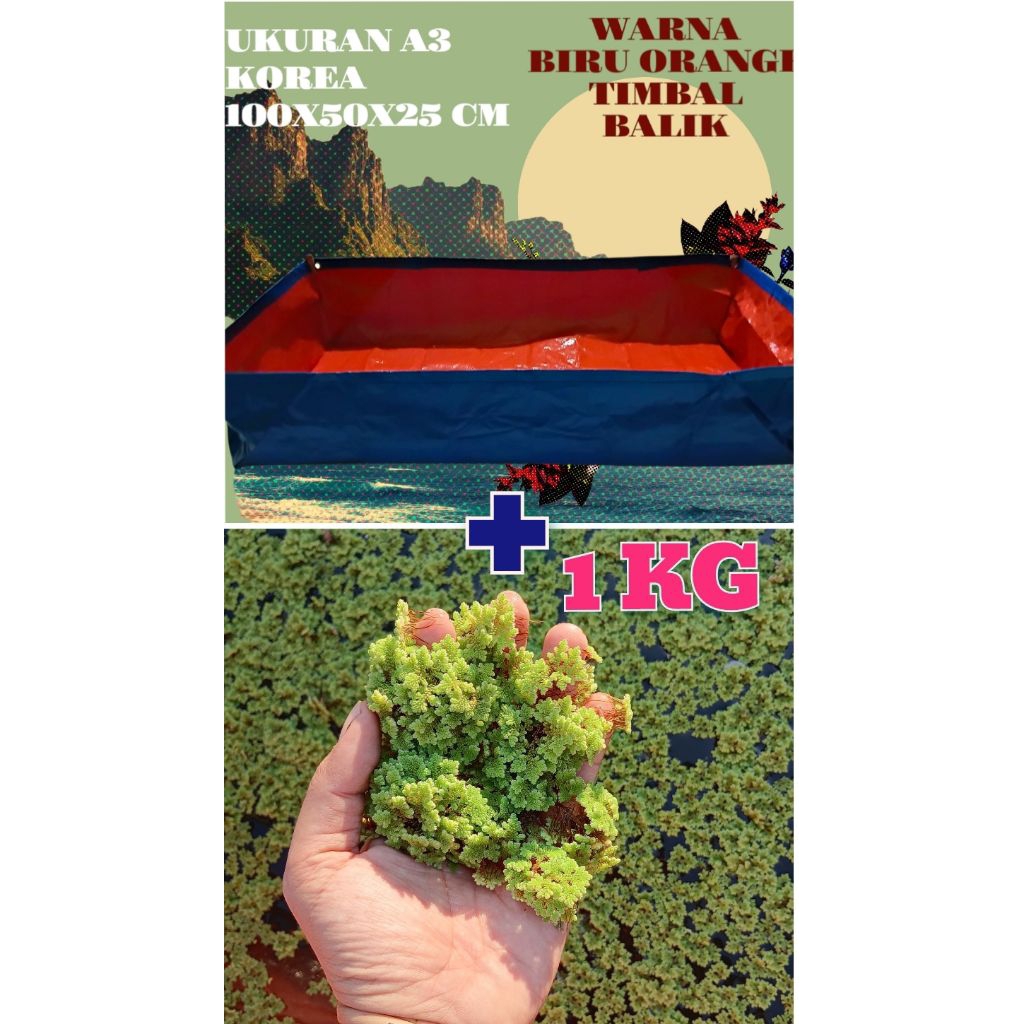 Jual Paket Azolla Microphylla 1 KG / 1000 G + Kolam Terpal 100x50x25 ...