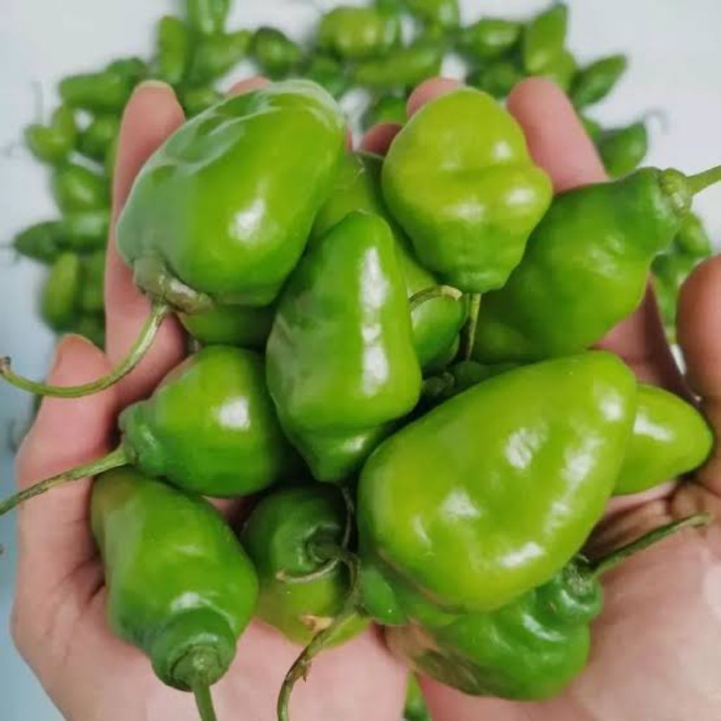 Jual Cabe Gendot 500 Gram – Pedas Khas, Segar, dan Berkualitas Tinggi ...