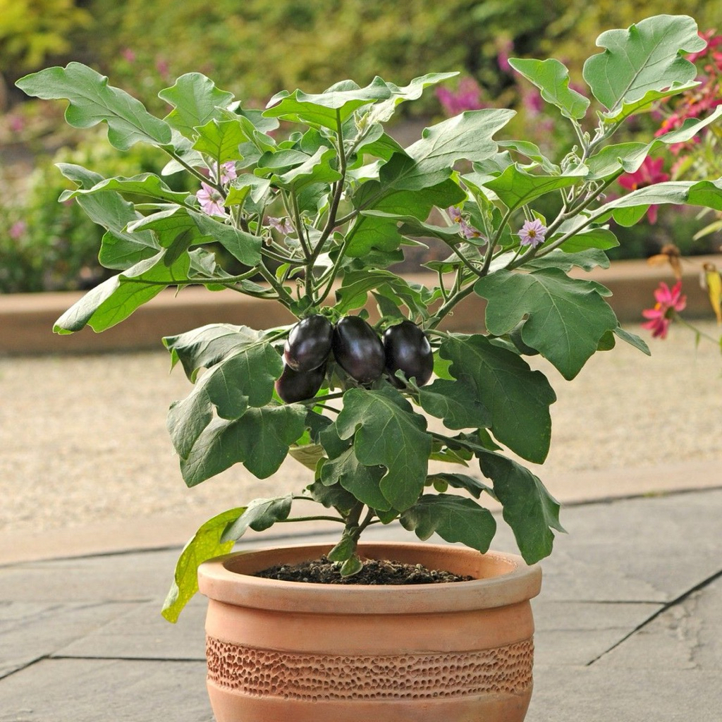 Jual Benih/ Biji Terung Aubergine Patio Baby (Terung Pohon Pendek ...