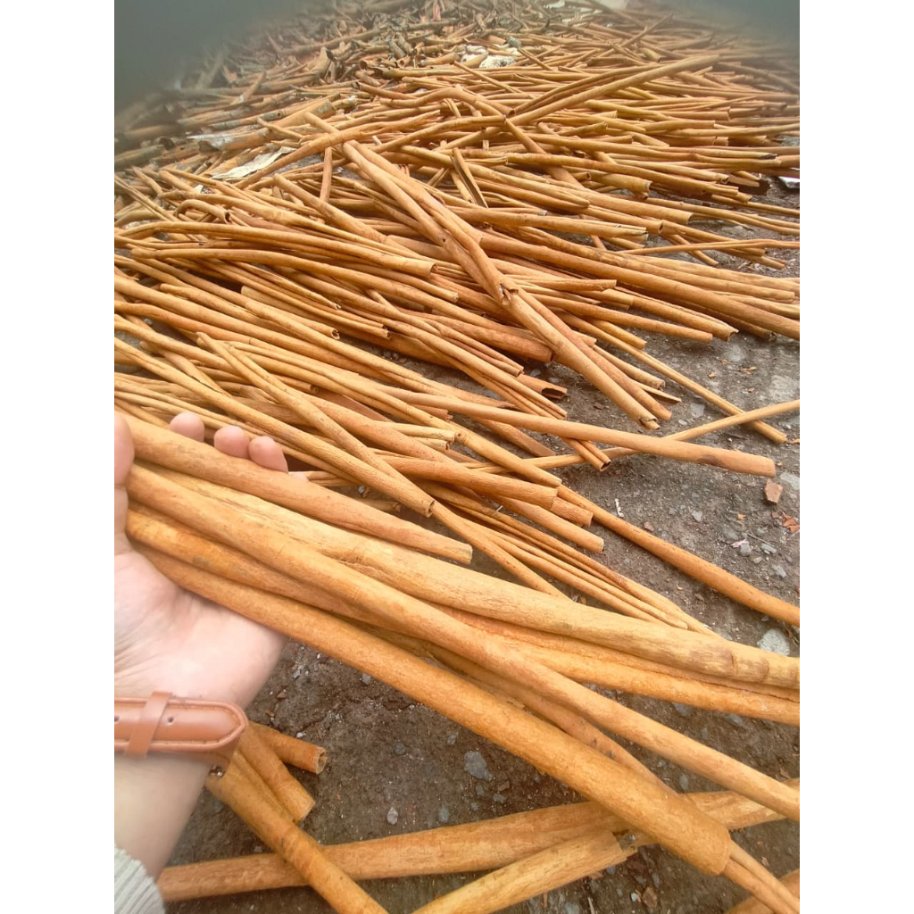 Jual Stik Kulit Kayu Manis_Cassiavera LEMPUR Kerinci_Rempah | Shopee ...