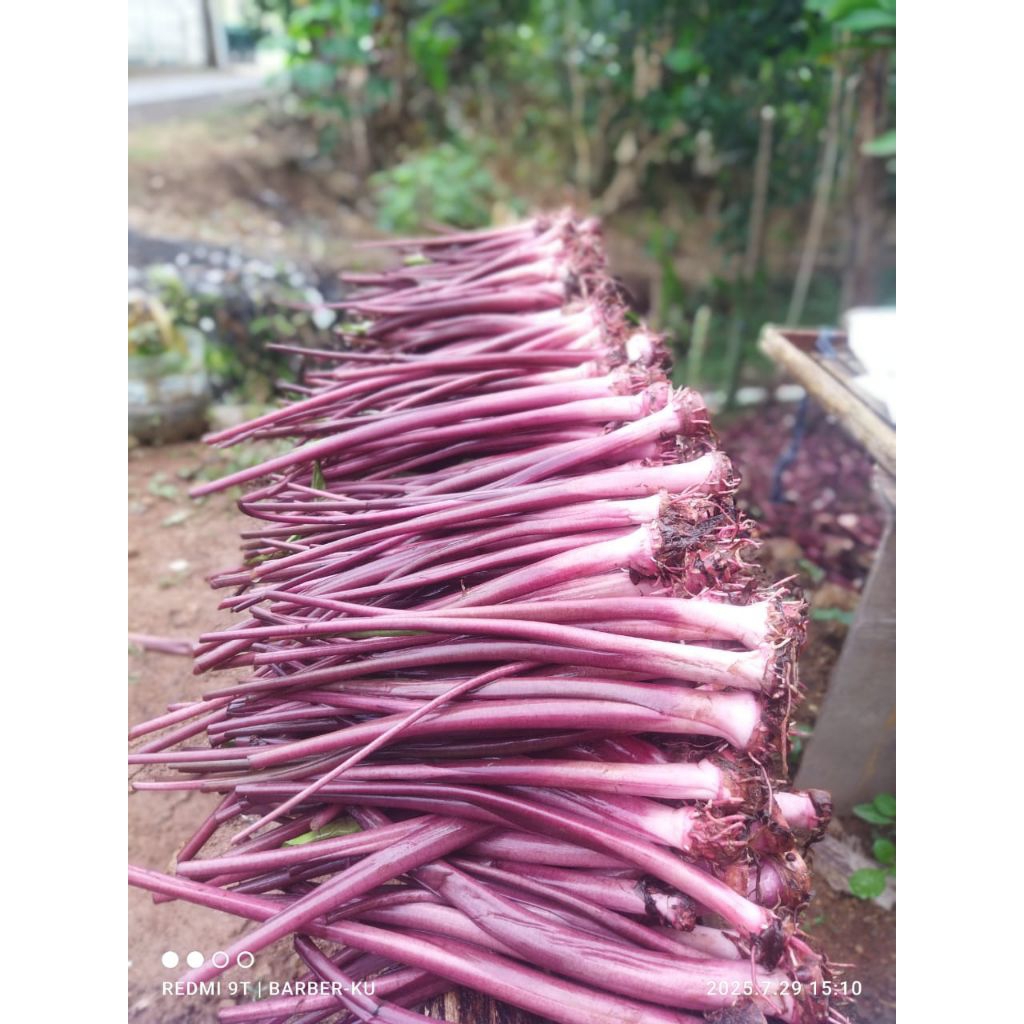Jual bibit talas pratama 3/talas ungu bogor,fresh | Shopee Indonesia
