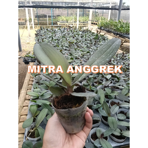 Jual Anggrek Dendrobium Bulat Remaja Usia 9-11 Bulan | Shopee Indonesia