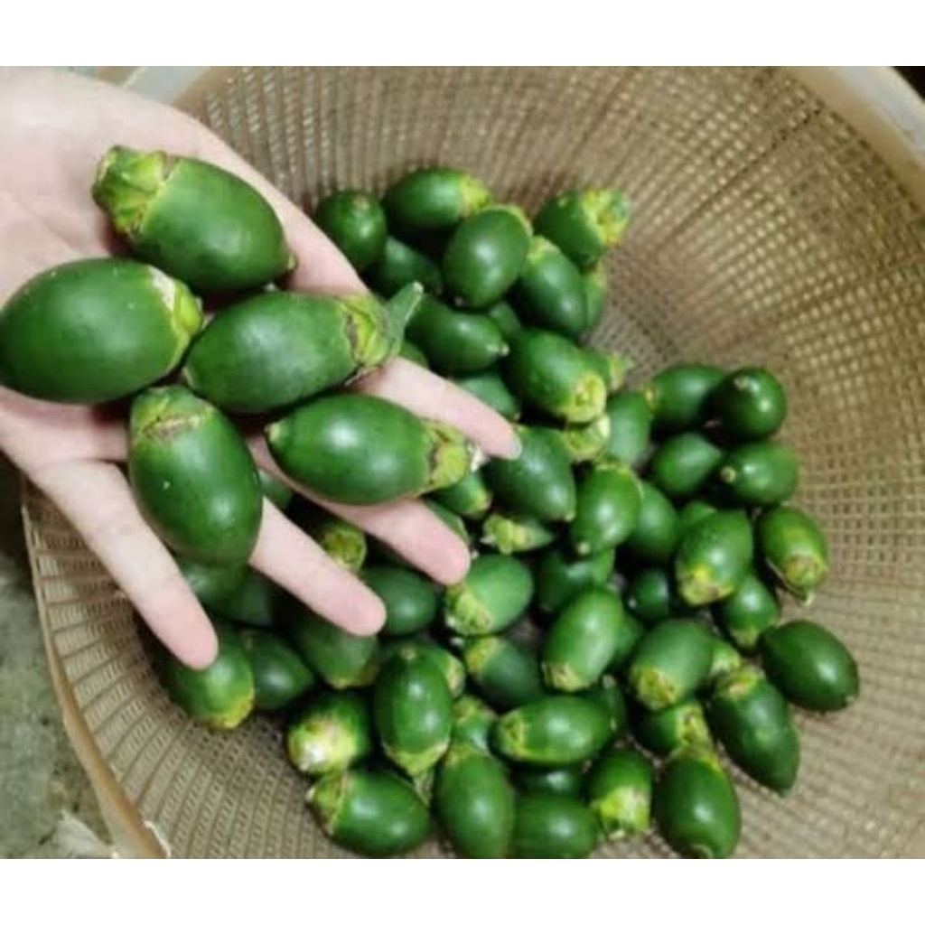Jual Buah Pinang Muda Petik Dadakan Kemasan 1000 Grm. Gratis 5 Daun ...