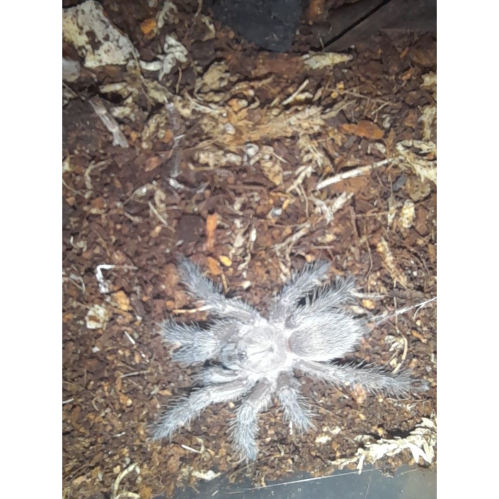 Jual DISPLAY TARANTULA MONOCENTROUPUS BALFOURI BISA BERJALAN | Shopee ...