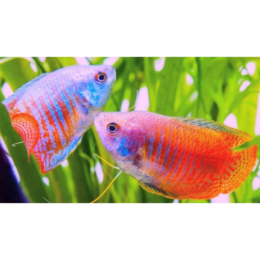 Jual SEPAT ALIUS ISI 30 EKOR BONUS PAKAN TERMURAH TERLARIS | Shopee ...