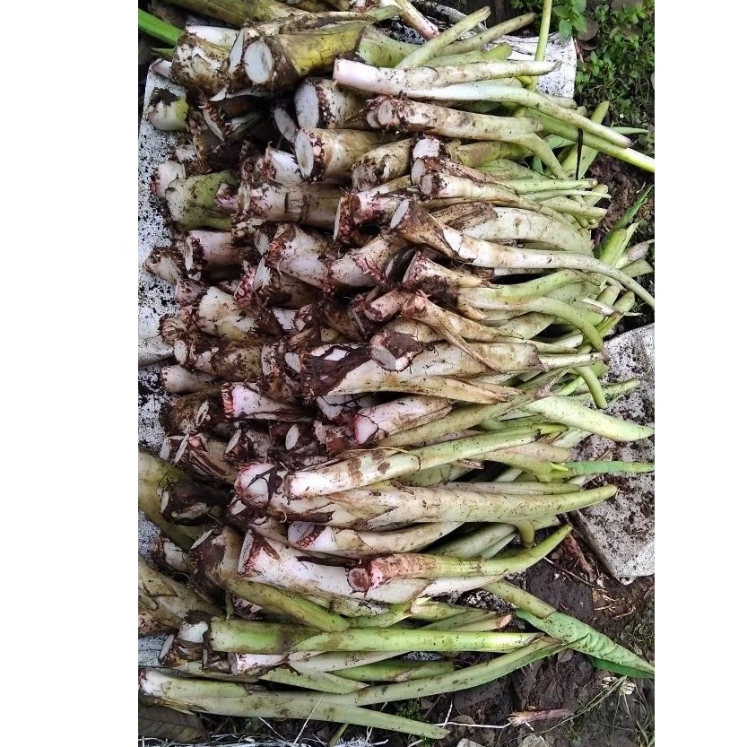 Jual bibit talas pratama 1 / talas sutra / talas bogor siap tanam ...