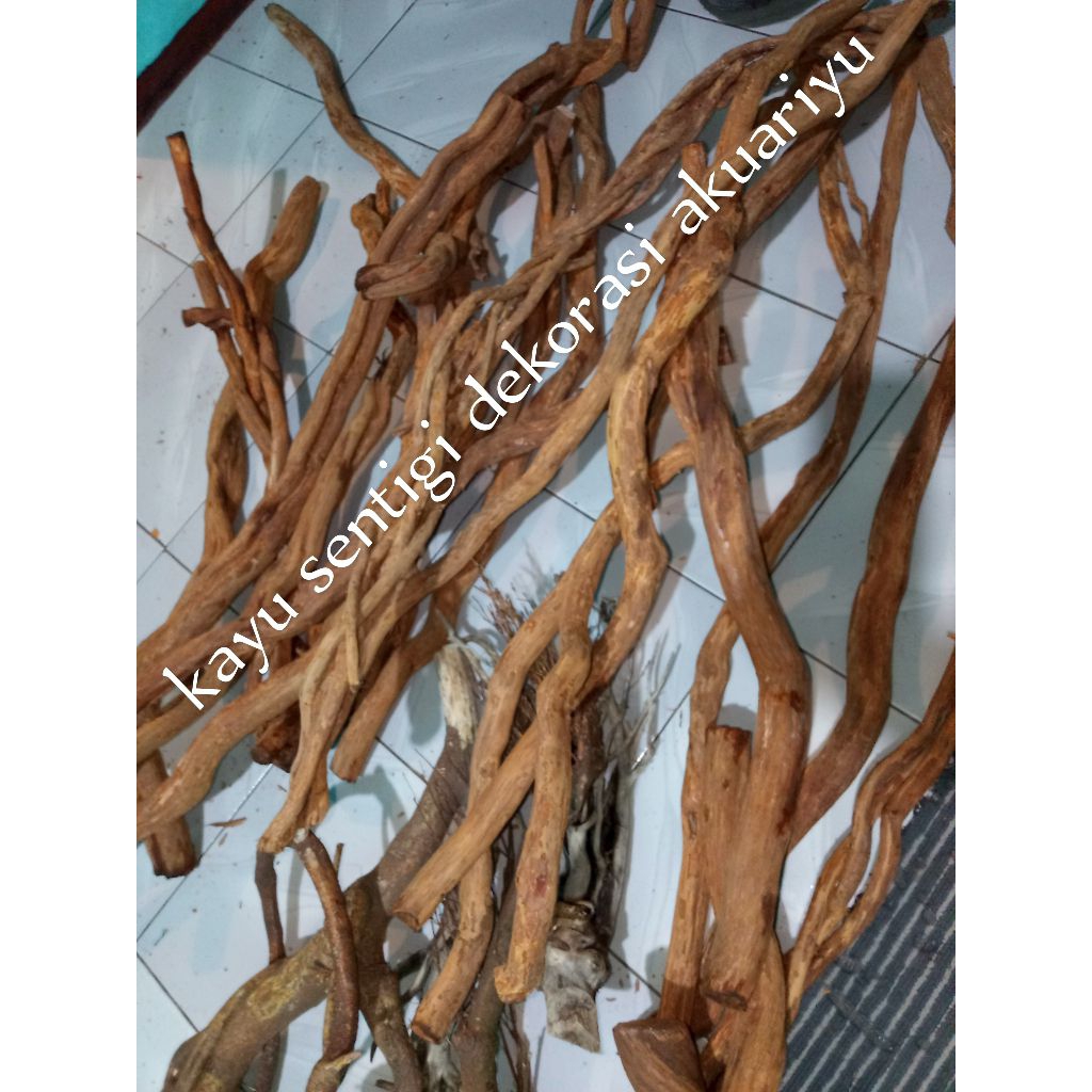 Jual kayu akar sentigi gunung dekorasi aquasqaepe akuariumm ukuran ...
