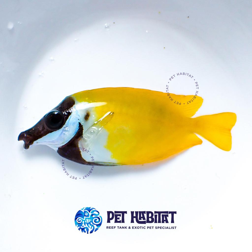 Jual Ikan Hias Air Laut Samadar Cicit Fox Face Foxface Rabbitfish ...