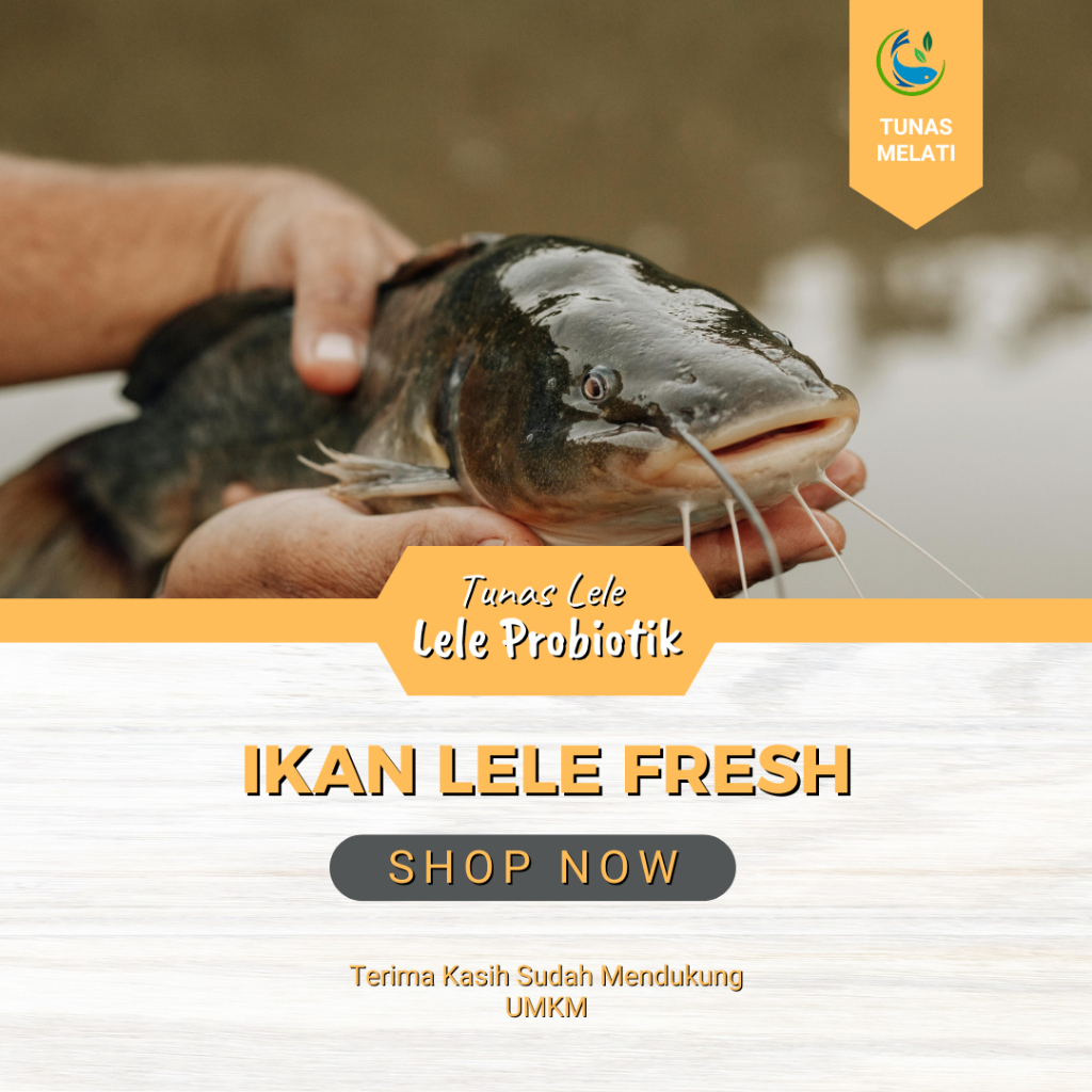 Jual IKAN LELE SEGAR (bukan frozen) 500gr/1kg FREE DI BERSIHKAN ...