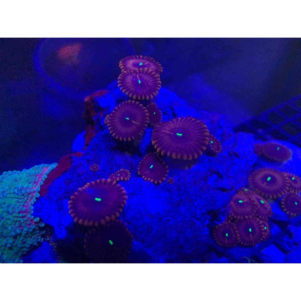 Jual Zoa ID Red People Eater | Shopee Indonesia