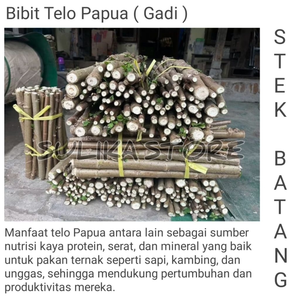 Jual bibit singkong Papua | telo papua | Gadi stek batang tua ± 30 cm ...