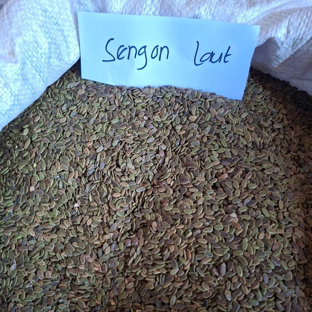 Jual BIJI SENGON LAUT 1 KG/ KAYU SENGON / ALBASIA / POHON SENGON ...