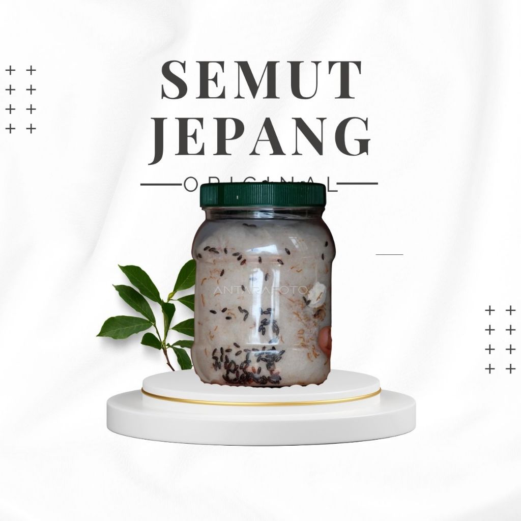 Jual SEMUT JEPANG ORIGINAL 100 EKOR | Shopee Indonesia