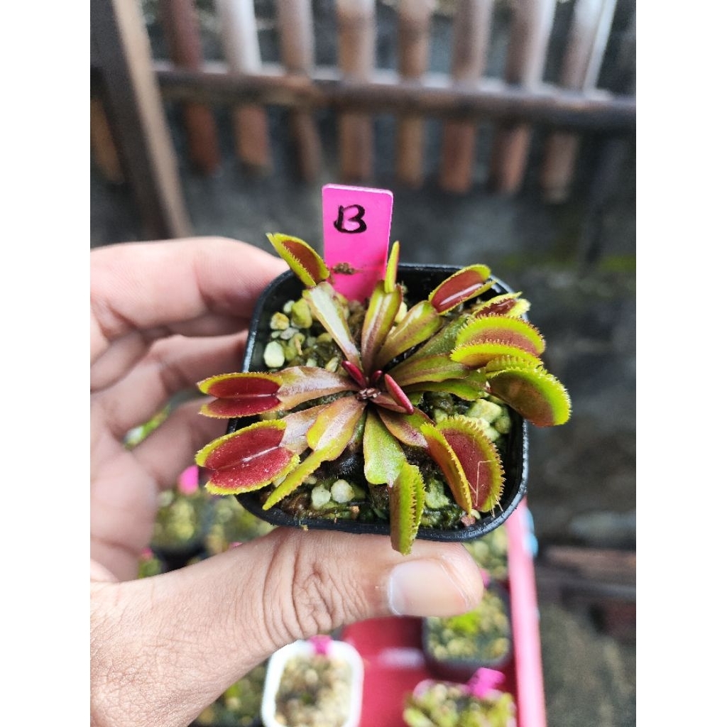 Jual Dionaea Muscipula Red Sawtooth/Venus flytrap | Shopee Indonesia