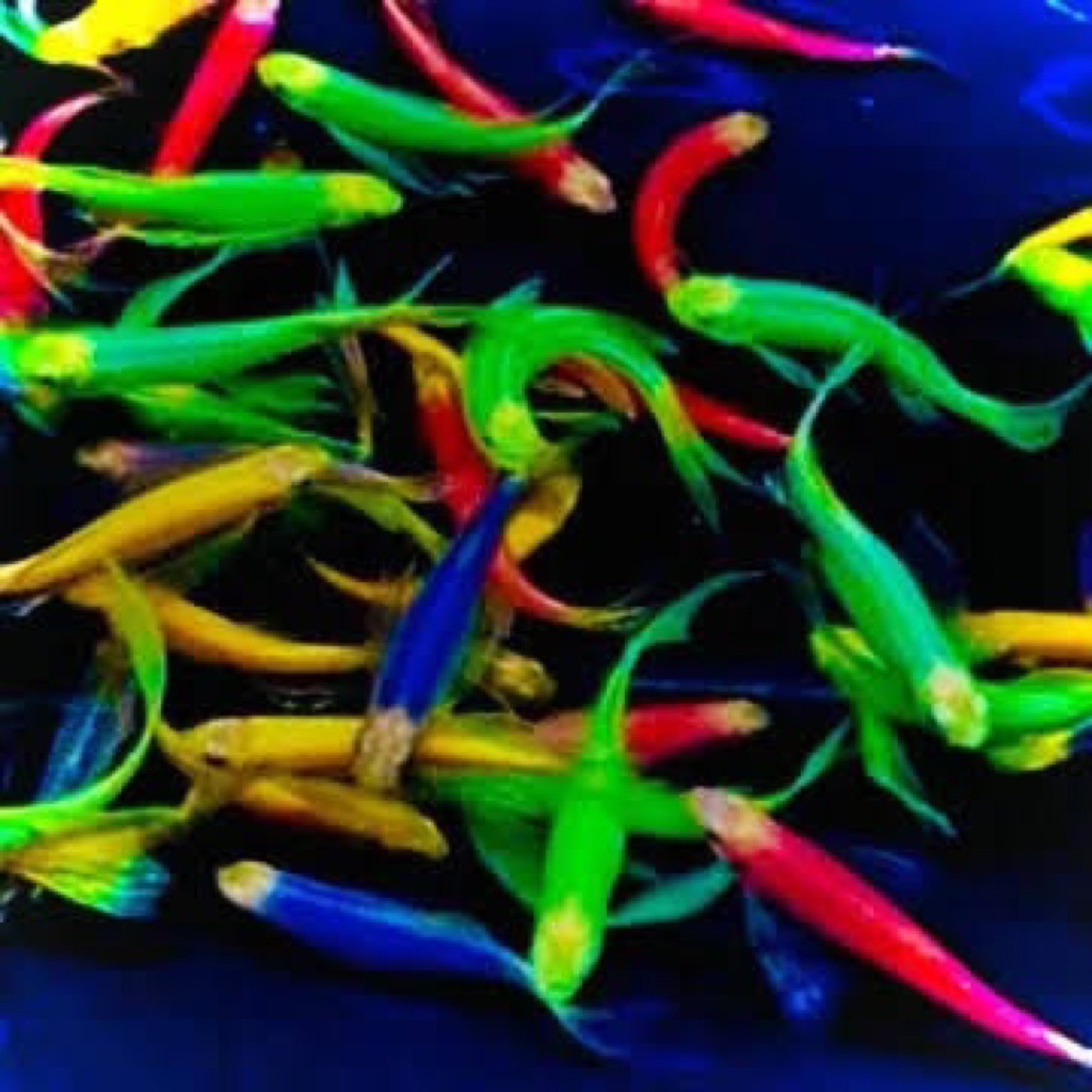 Jual IKAN DANIO SLAYER | ISI 10 EKOR MIX + BONUS 2 EKOR | Shopee Indonesia