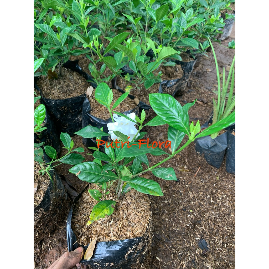 Jual Kaca piring, bunga kaca piring, tanaman bunga kaca piring | Shopee ...