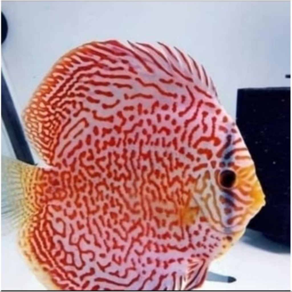 Jual Styrofoam Discus Air Tawar Jenis Leopard Snake Skin LSS, 2"-5 ...