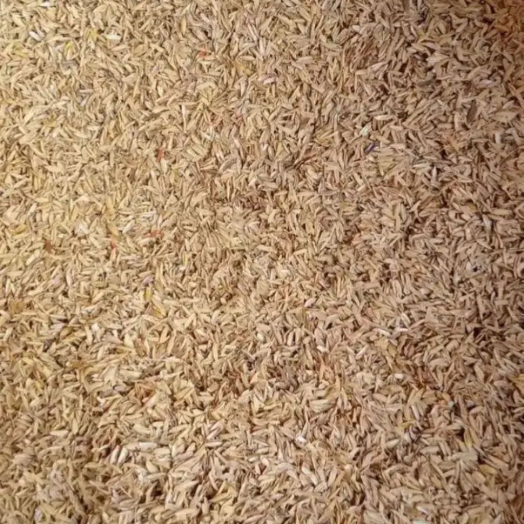 Jual Sekam Mentah Kulit Padi Cocok Untuk Media Tanam atau Alas Kandang ...