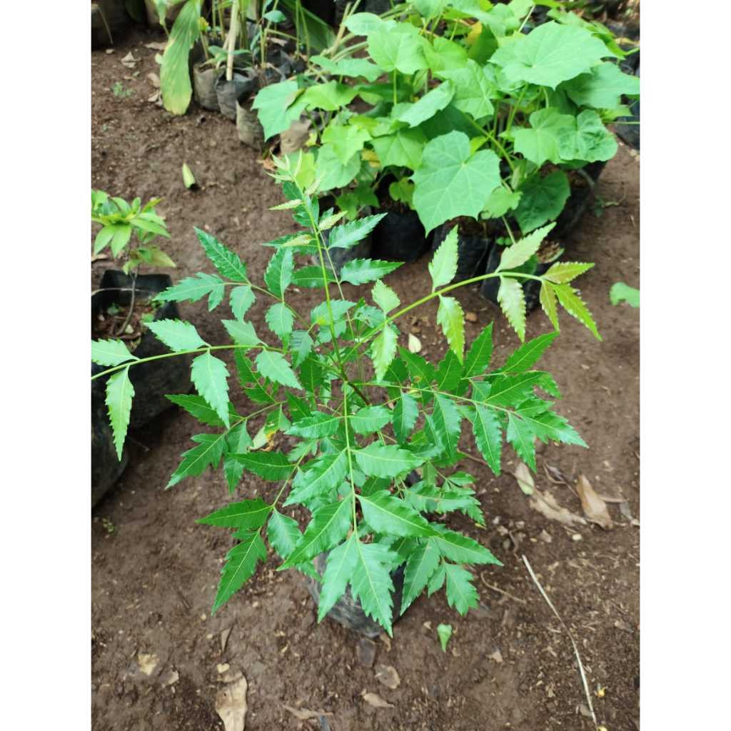 Jual Bibit pohon mimba / mimbo / imbo - tanaman perindang langka - daun ...