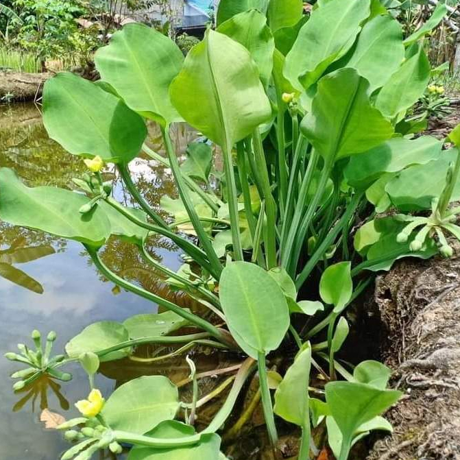 Jual (5.000 BUTIR) BIJI BENIH GENJER GENDOT SAYUR KUALITAS UNGGUL ...