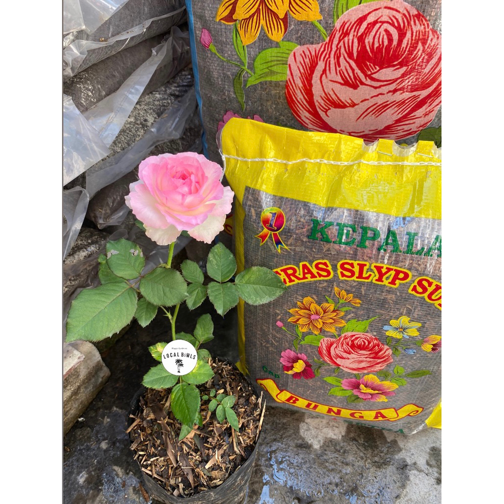 Jual media tanam bandung florist mawar, seledri, bunga, aglonema (akar ...