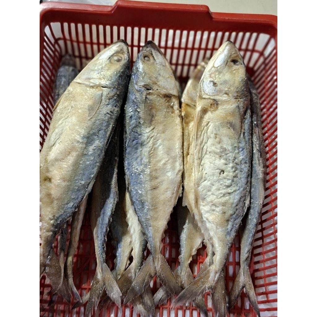 Jual IKAN ASIN PA DA/IWAK KARING PE DA PER EKOR | Shopee Indonesia