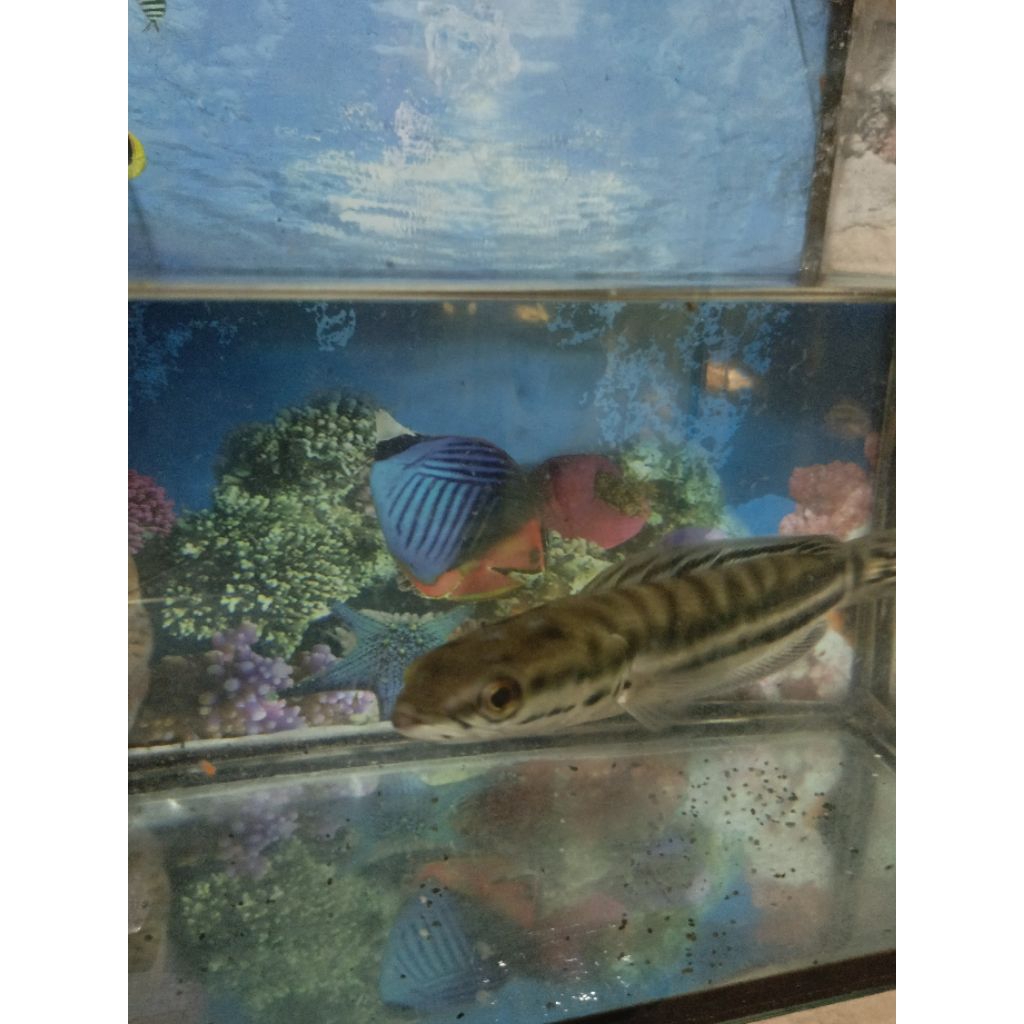 Jual Ikan Toman Jawa (khusus pengiriman instan pekanbaru) | Shopee ...