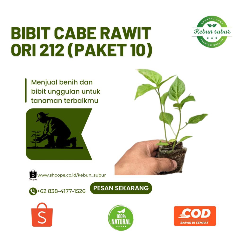 Jual KEBUN_SUBUR - Paket 10 Bibit Cabe Rawit Ori 212 Siap Tanam ...