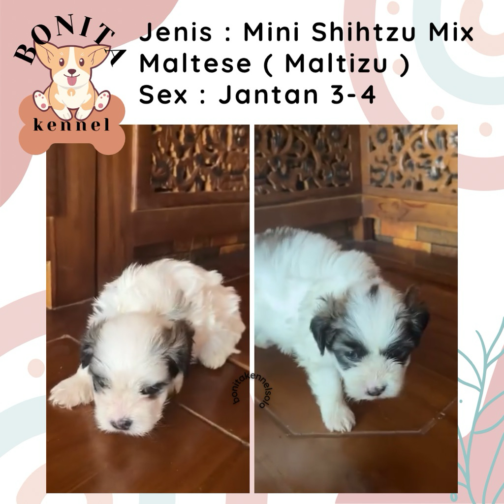 Jual Mini Shihtzu Mix Maltese Anak Anjing Maltizu Jantan Betina Shitzu ...