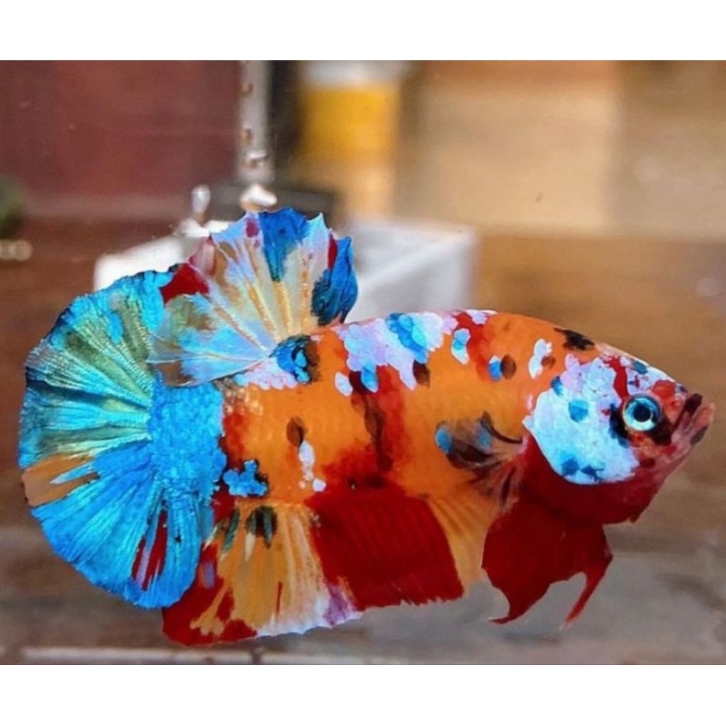 Jual Cupang male Nemo multy & Nemo klasik | Shopee Indonesia