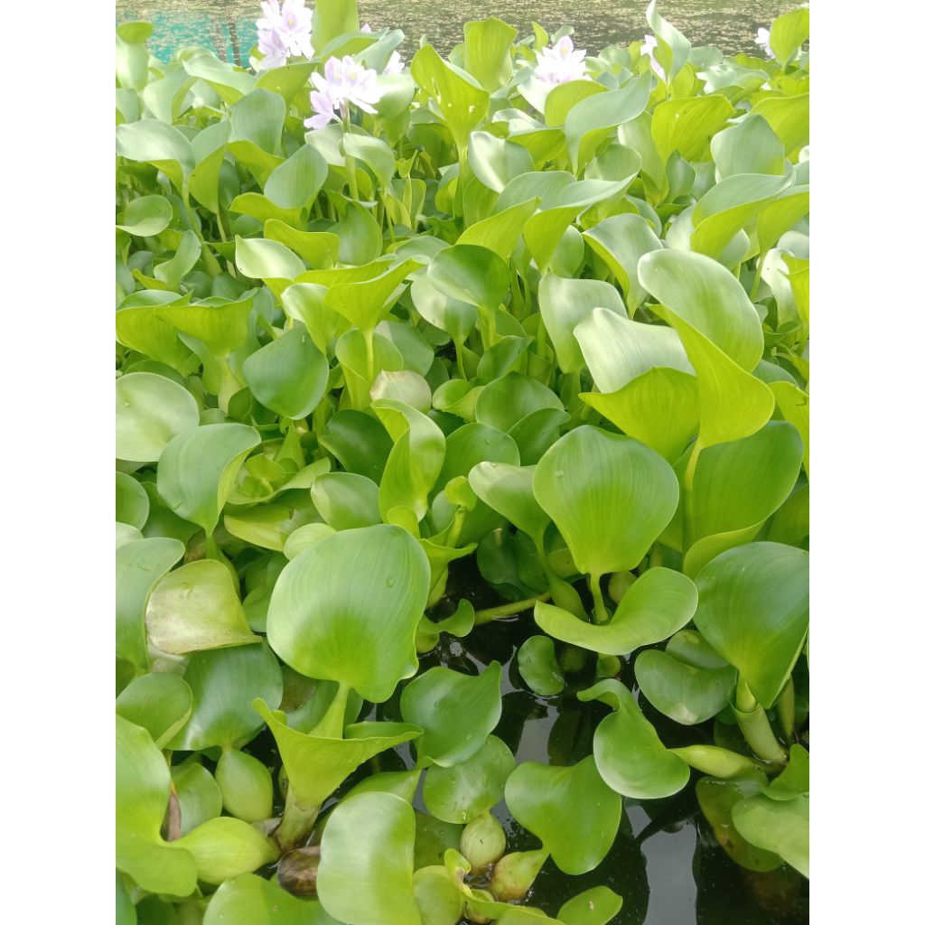 Jual 15 batang eceng gondok | Shopee Indonesia