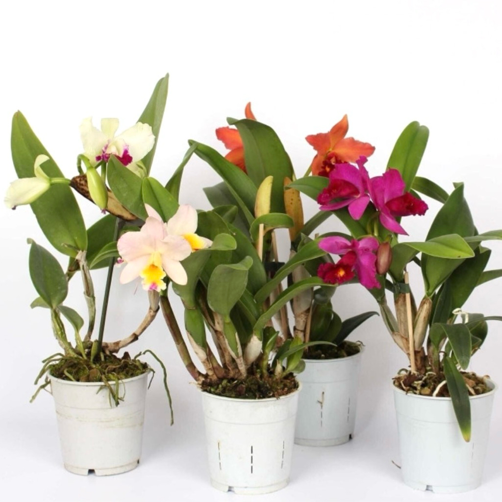 Jual BUMI ORCHIDS Anggrek CATTLEYA TAIWAN remaja / dewasa (sudah ...