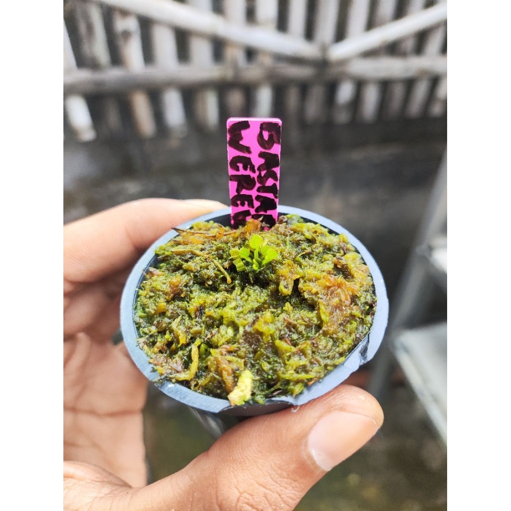 Jual Dionaea Muscipula Bastard Werewolf/Venus flytrap | Shopee Indonesia