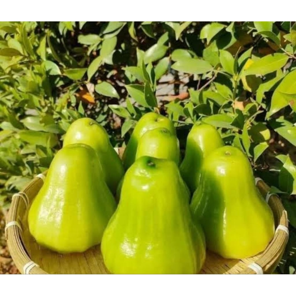 Jual Tanaman Jambu Green Giant besar | Shopee Indonesia