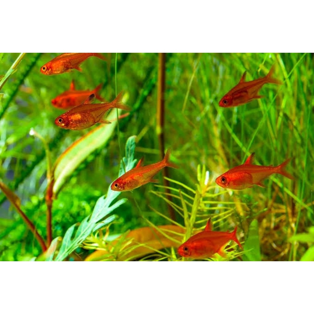 Jual hiasan aquarium amandae tetra | Shopee Indonesia