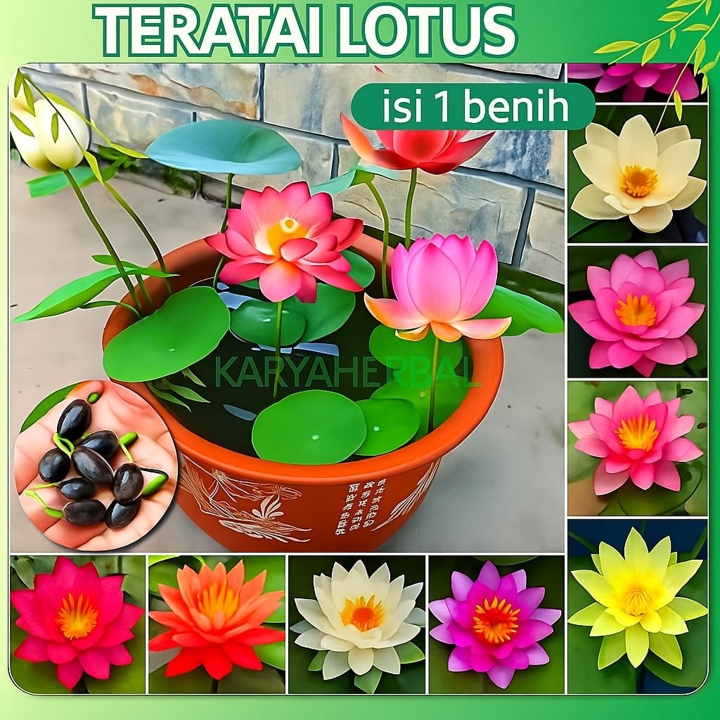 Jual Biji Benih Lotus Mini Bunga Teratai Varian Warna Ditanam Dalam ...