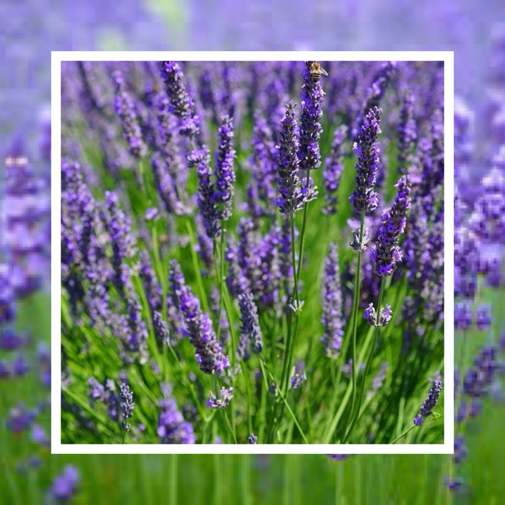 Jual ISI PAKET: 10 Benih Lavender Vera English Bibit Bunga Herb ...