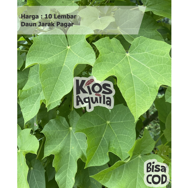 Jual Daun Jarak Pagar 10 Lembar Segar Obat Herbal | Shopee Indonesia