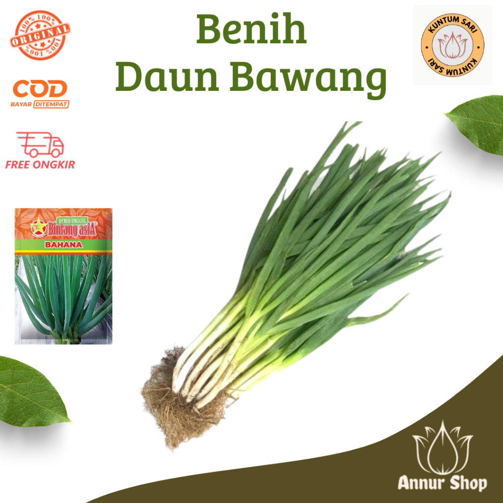 Jual Benih Bibit Bawang Daun Prei Jumbo | Shopee Indonesia